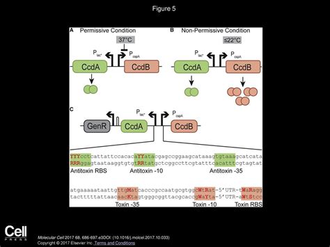 Rational Design of Evolutionarily Stable Microbial Kill Switches - ppt ...