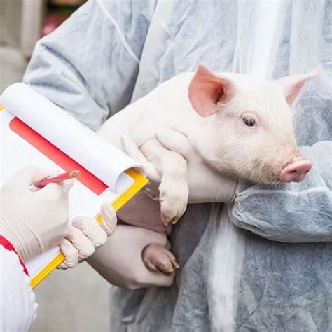 To Prevent Deadly Nipah Virus Epidemic Health Pros Visit South Asia