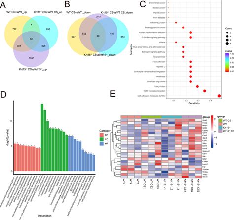 Rna Sequencing Data Analysis A And B Venn Diagrams Of Differentially Download Scientific