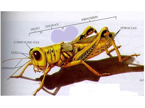 External Morphology Of An Insect