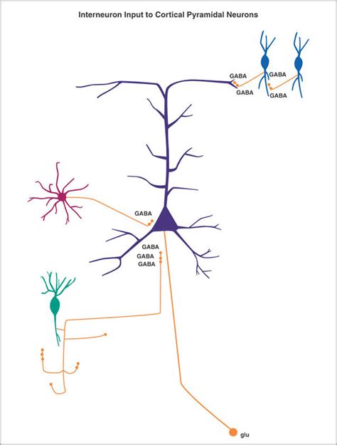 Interneuron Diagram