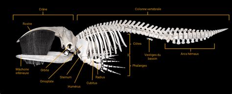 Squelette De Requin Baleine