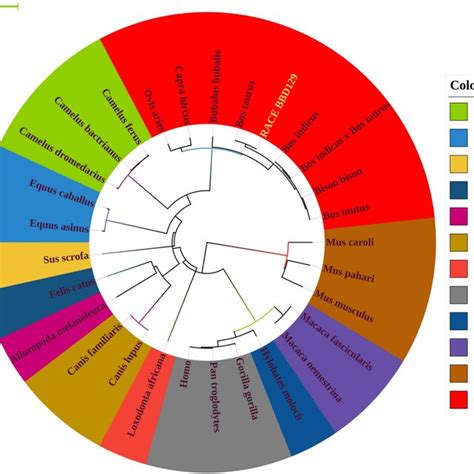 The Bbd129 Gene Phylogenetic Tree Analysis Was Performed Using The Download Scientific Diagram