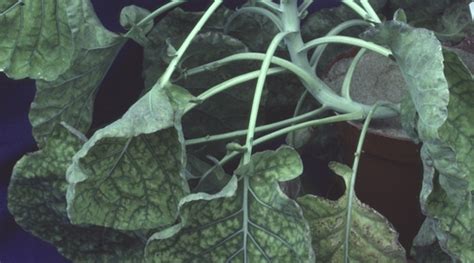 Brussel Sprouts Nutrient Deficiencies Yara Uk