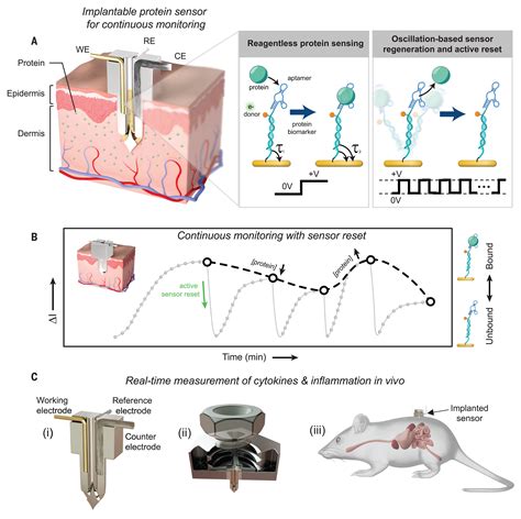 Active Reset Protein Sensors Enable Continuous In Vivo Monitoring Of Inflammation Science