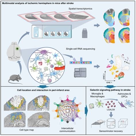 Science子刊！单细胞 空间转录组测序助力构建脑缺血模型的分子和细胞图谱 知乎