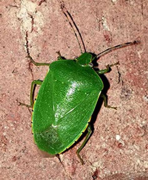 Stink Bugs In Tomato