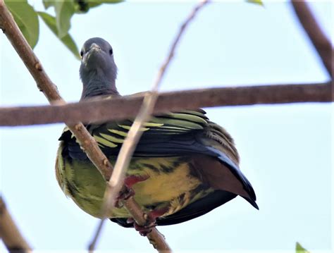 Sofiyan Yahya On Linkedin Sustainable Sustainability Fauna Birds