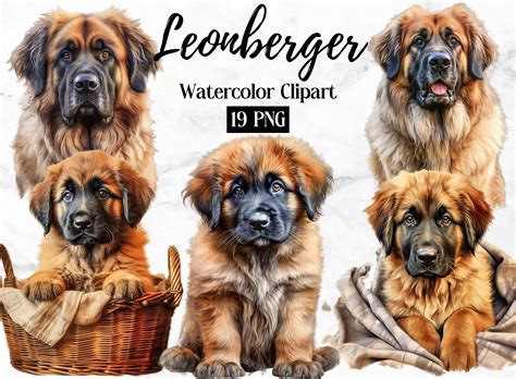 Leonberger Puppies