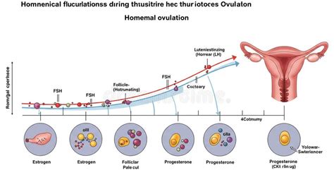 Chart Depicting Hormonal Fluctuations During The Ovarian Cycle It