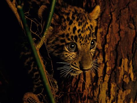 Big Cat Cub Pictures National Geographic