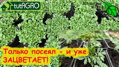 ТАГЕТЕС, БАРХАТЦЫ и ЧЕРНОБРИВЦЫ - на рассаду сею ТОЛЬКО ТАК! И всегда ...