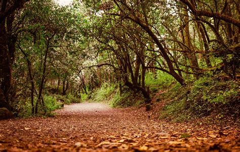 길 등산 나무 Pixabay의 무료 사진 Pixabay