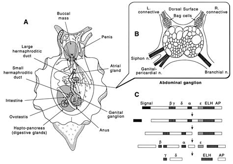 Assaying For Peptides In Individual Aplysia Neurons With Mass