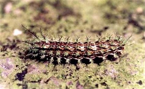 10 самых необычных ядов Stena Ee