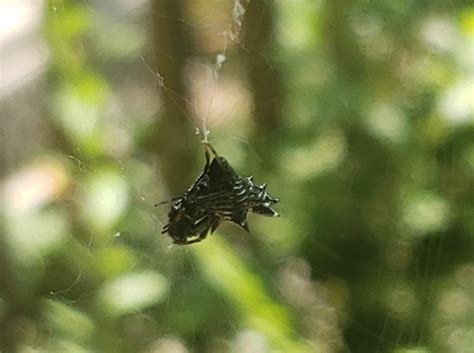 Yooooo Whats This Xenomorph Lookin Spider R Entomology