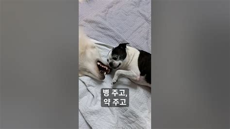 아무리 크게 입을 벌려도 상대가 안되네 ㅜㅜ Youtube