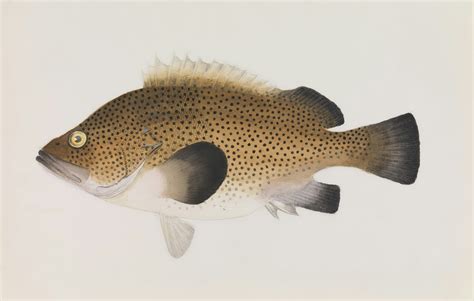 Prokaryotes Eukaryotes And Bacterial Classification