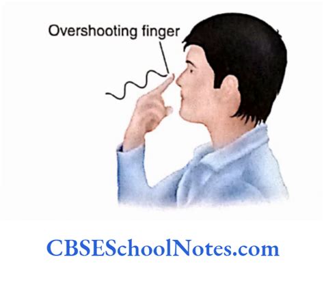 Cerebellum Anatomy Notes Cbse School Notes