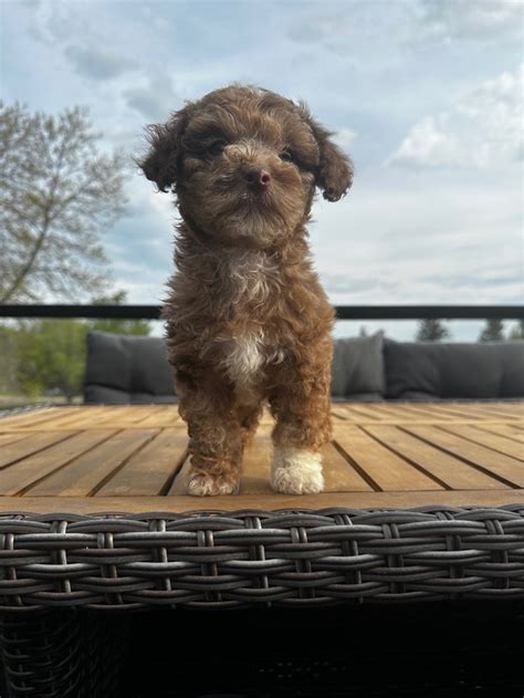 Havapoo Puppies Havanese X Toy Poodle Dogs And Puppies For Rehoming
