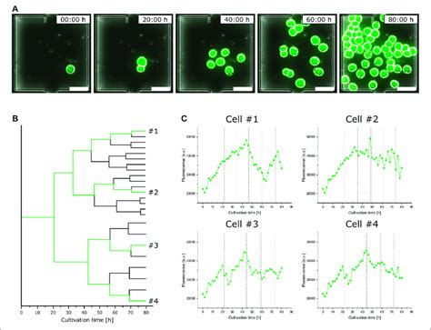 Analysis Of Egfp Fluorescence Single Cell Dynamics During