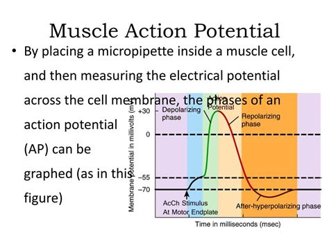 Ppt Neuromuscular Junction Powerpoint Presentation Free Download