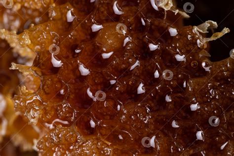 Пчелиные соты Ozero российский фотосток