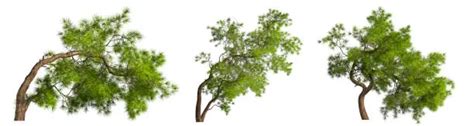 Free Tree Column Diagram Photos And Pictures Freeimages Free Tree Column Diagram Photos And Pictures Freeimages
