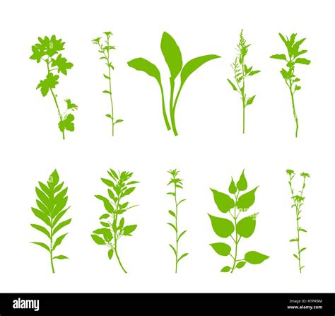 Green Plants Silhouette Set Isolated On White Background Vector