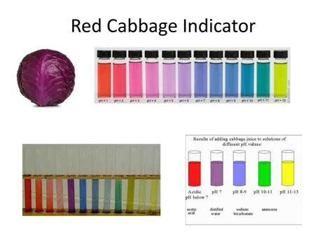 PPT Red Cabbage Indicator PowerPoint Presentation Free Download ID