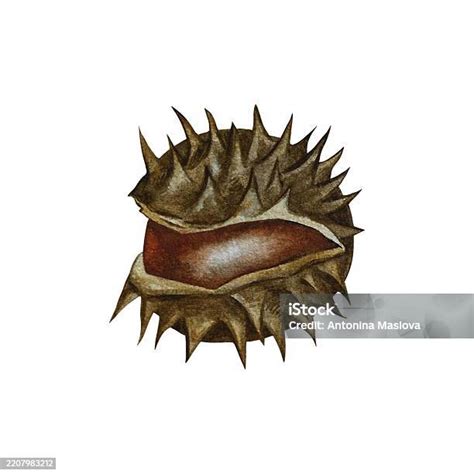 밤나무 씨앗 수제 수채화 그림 가을 과일의 컬러 이미지입니다 고립 라벨 패키지 인쇄 제품 스티커 포스터 및 배너 엽서 및 포장용 0명에 대한 스톡 벡터 아트 및 기타 이미지