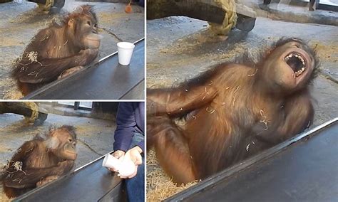 Video Of The Week Orangutans Hilarious Reaction To Simple Magic Trick