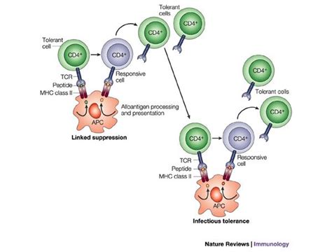 The Phenomena Of Linked Suppression And Infectious Toleranceperipheral