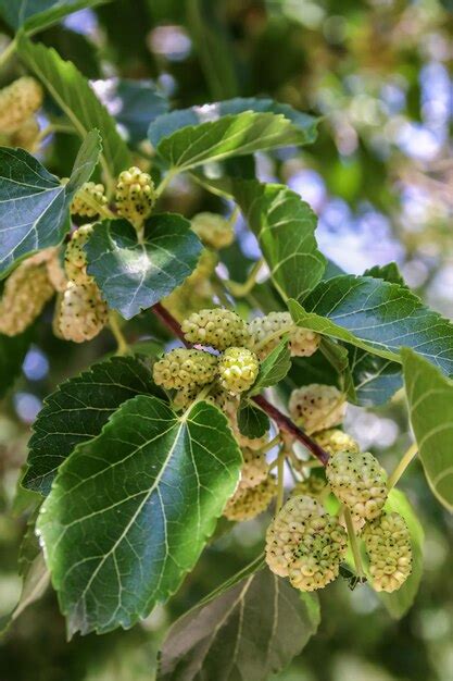 Premium Photo White Ripe Fruits Of A Mulberry Tree In Nature On A Branch