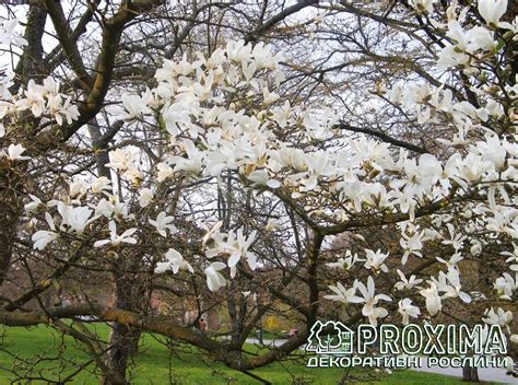 Магнолія Кобус, Magnolia Kobus ціна, купити Київ, догляд, посадка, опис ...