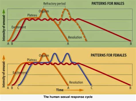 Phases Of Human Sexual Response Cycle Male Extra