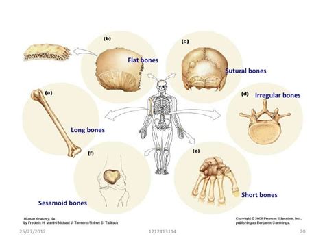 bone