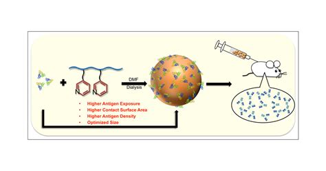 Polymerprotein Coreshell Nanoparticles For Enhanced Antigen Immunogenicity Acs Macro Letters