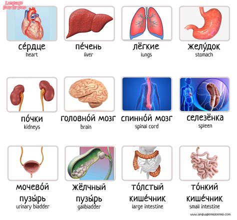 Body Parts Organs In Russian в 2025 г Обучение грамматике Уроки