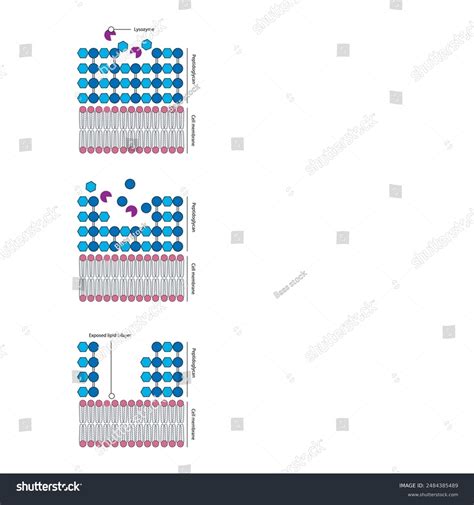 Diagram Showing Lysozyme Action On Bacterial Stock Vector Royalty Free Diagram Showing Lysozyme Action On Bacterial Stock Vector Royalty Free