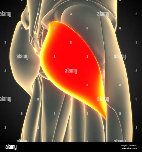Video Gluteus Maximus Muscle Gluteus Medius Origin Insertion
