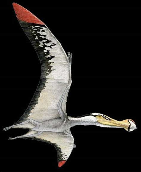 Ornithocheirids Dragons Of Genesis
