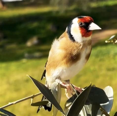 انحصار البيضة في طيور الحب عاشق طائر البادجي Facebook