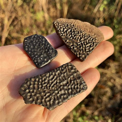 Softshell Fossil Turtle Shell Pieces Pleistocene Of Florida Paleocris
