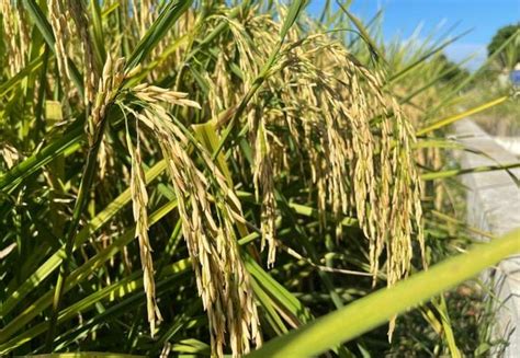 Hiệu Quả Kinh Tế Của Giống Lúa St25 Hạt Giống Trường Phúc Hiệu Quả Kinh Tế Của Giống Lúa St25 Hạt Giống Trường Phúc