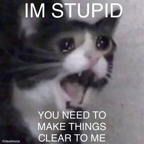 20 Cat Memes That Will Have You Feline Good On Thursday Artofit