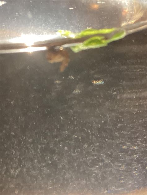 Unknown Larvae Rwhatsthisbug