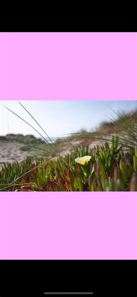 Ios How To Add An Imageview To A Scrollview In A Collectionviewcell