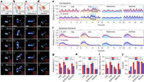 Real Time Detection Of Oscillatory Enzyme Activity Of A Single Download Scientific Diagram