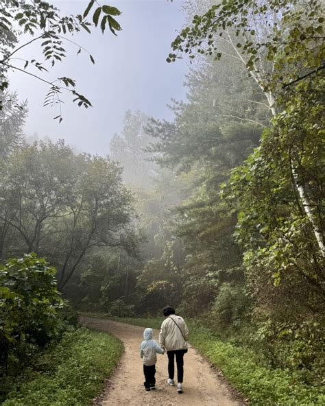 강원도 인제 여행 6살 아이랑 원대리 자작나무숲 2시간 코스 네이버 블로그